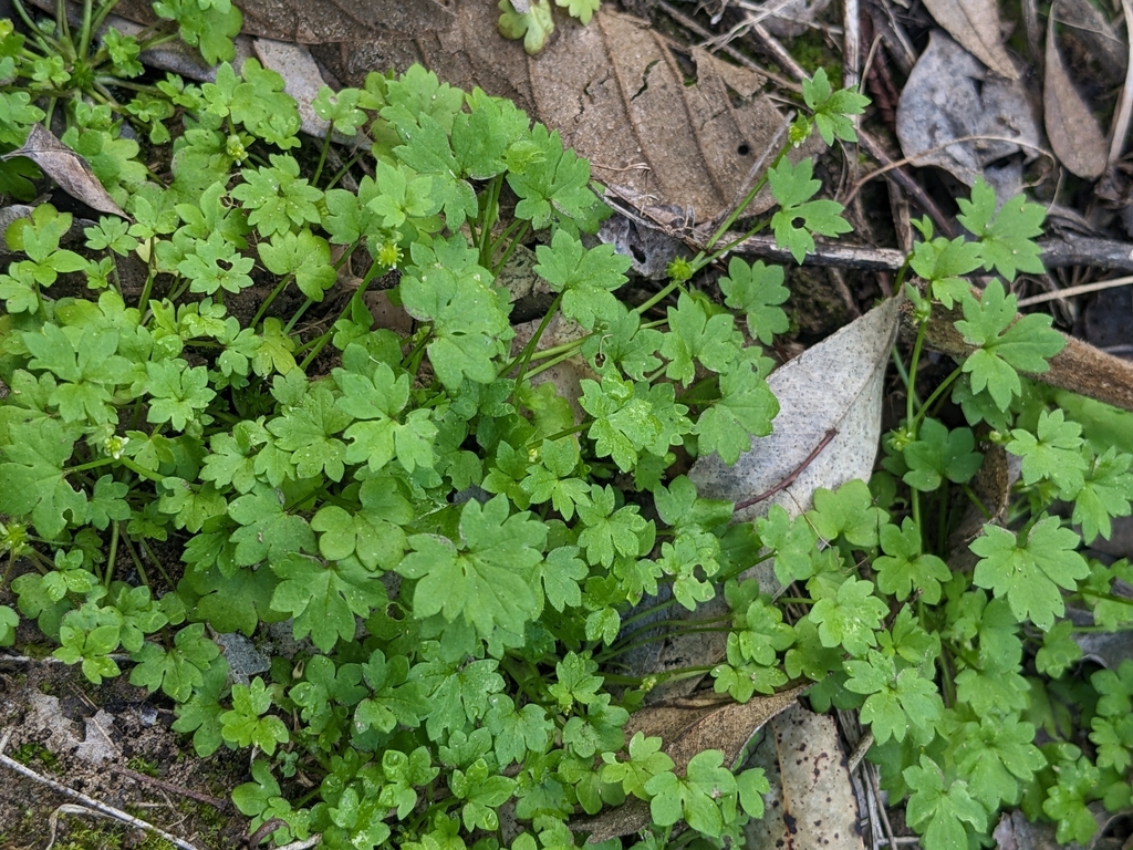 Ranunculus sessiliflorus from Kumbartcho Sanctuary on August 16, 2023 ...