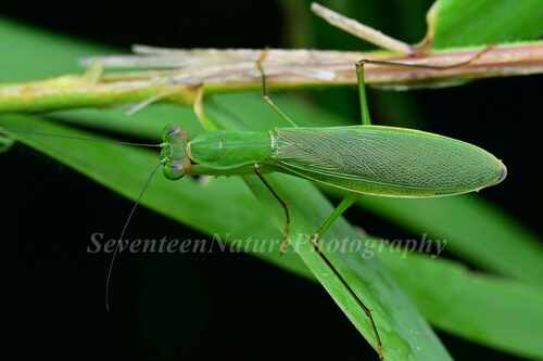 Odontomantis laticollis · iNaturalist Mexico