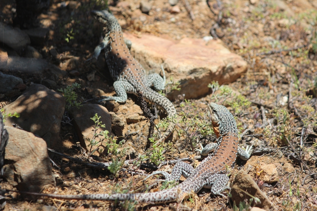 Spotted False Monitor from Freirina, Atacama, Chile on October 16, 2022 ...