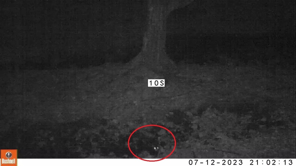 Western Polecat from Vetovo, Croatia on July 12, 2023 at 09:02 PM by ...