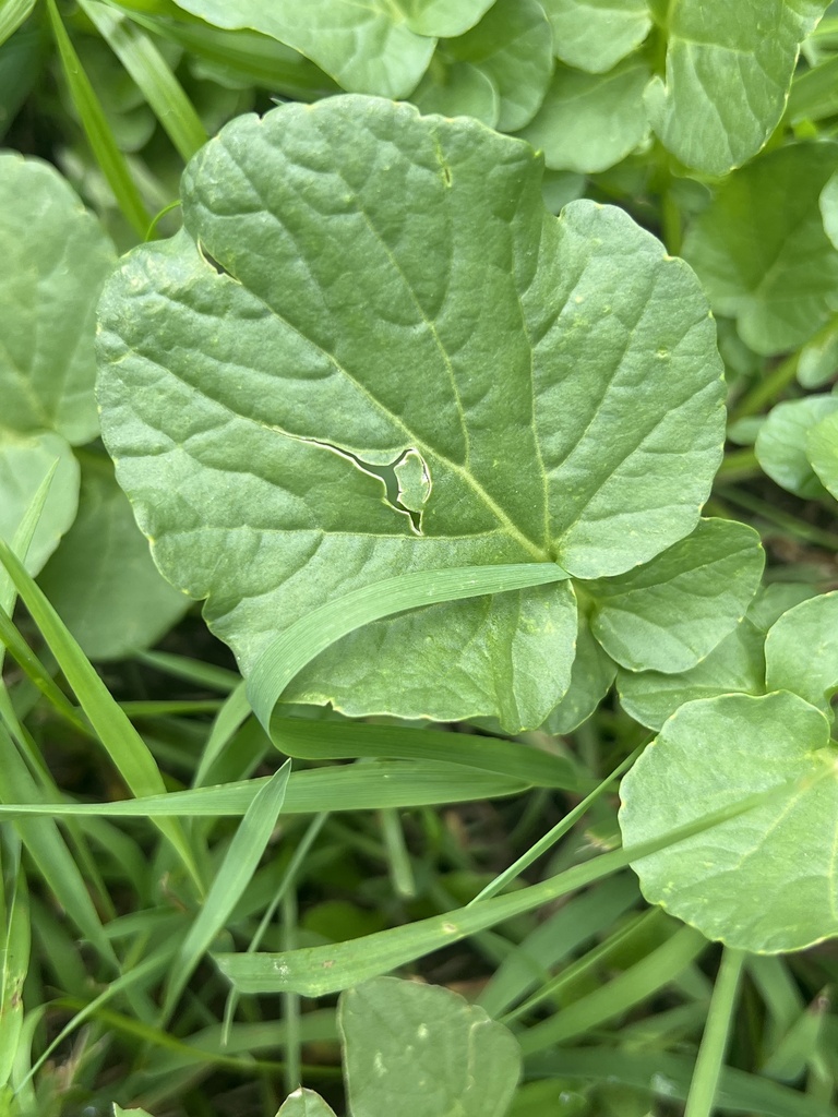 bitter wintercress from The Adirondack Preserve, Elizabethtown, NY, US ...