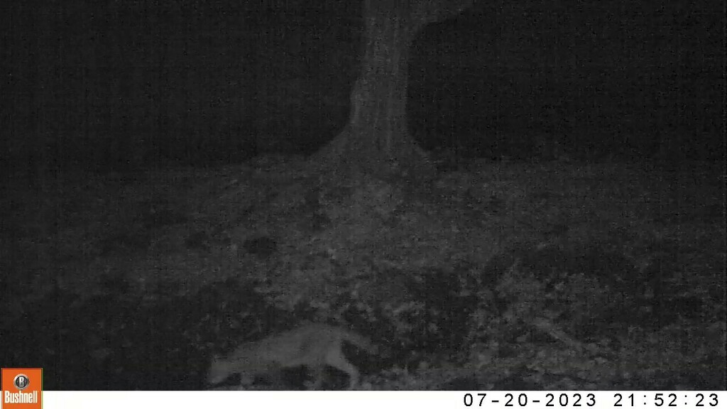 European Wildcat from Vetovo, Croatia on July 20, 2023 at 09:52 PM by ...