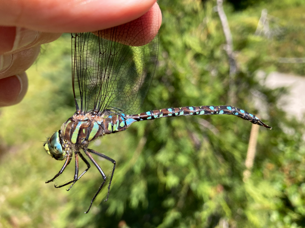 Sedge Darner from Cypress, Greater Vancouver, British Columbia, Canada ...