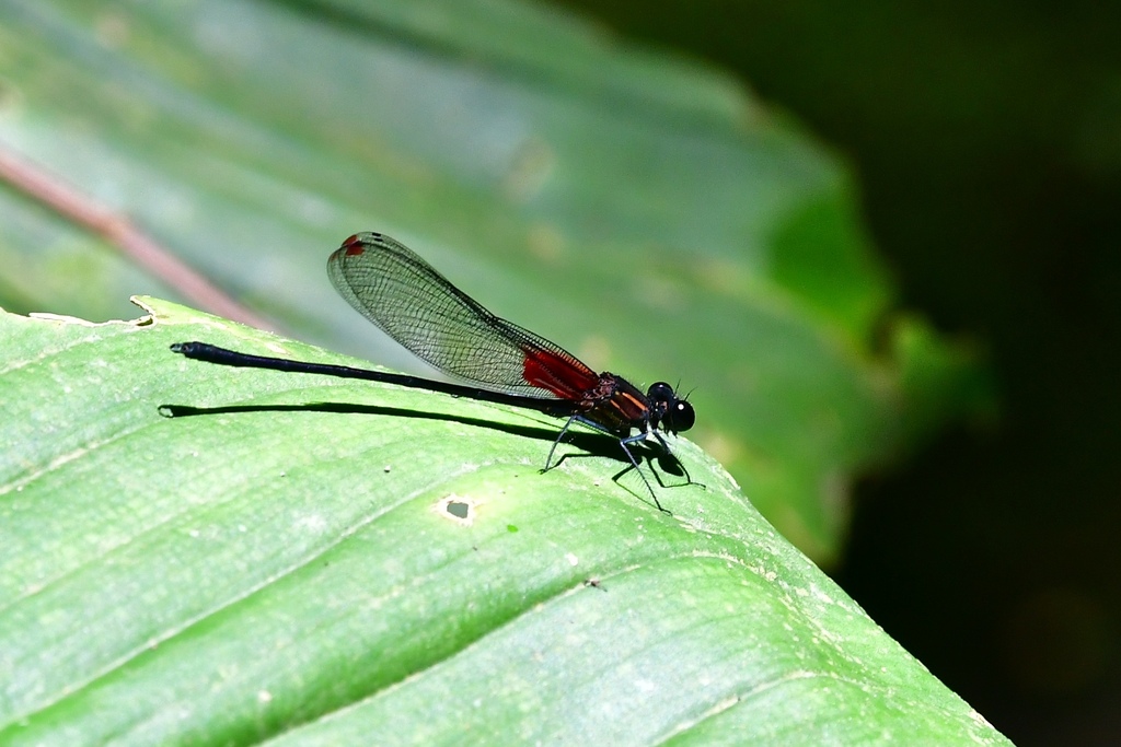 Bronze Rubyspot from 7Km Sureste del Parque Nacional Volcan Arenal ...