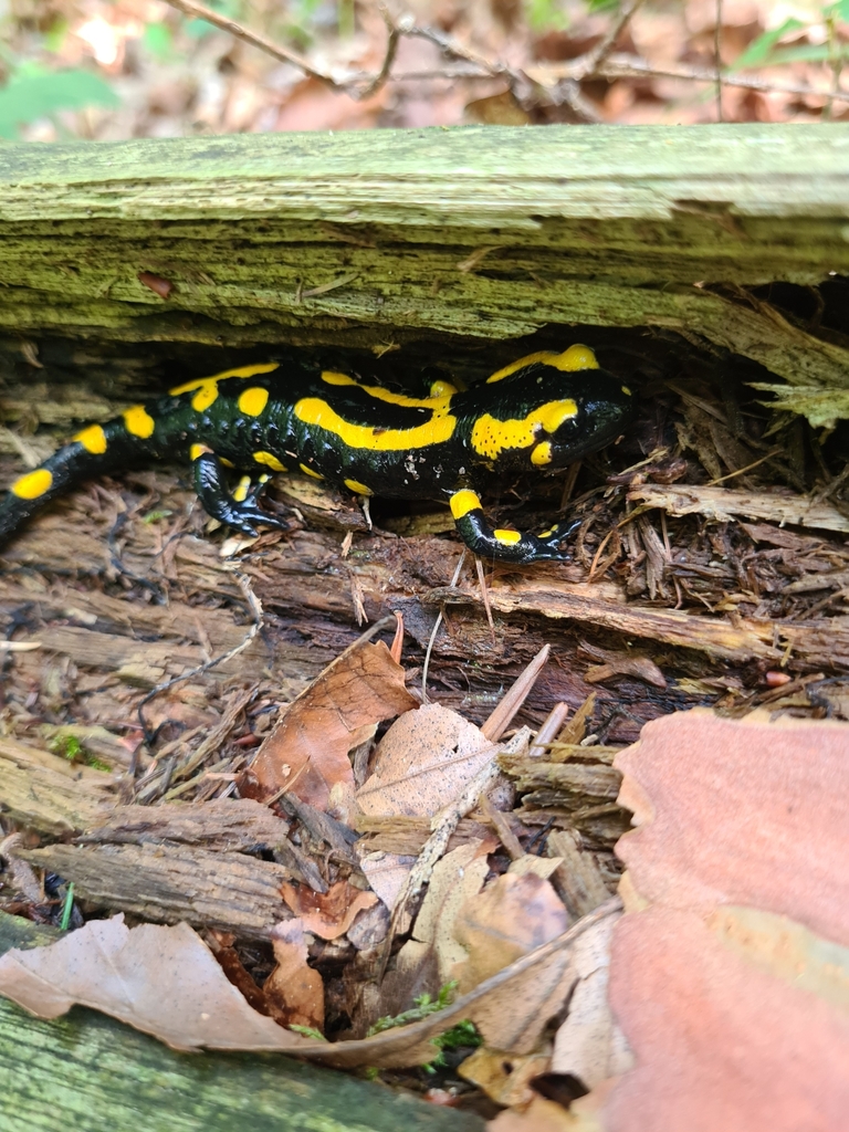 Fire Salamander from Ostalbkreis, DE-BW, DE on August 16, 2023 at 10:47 ...