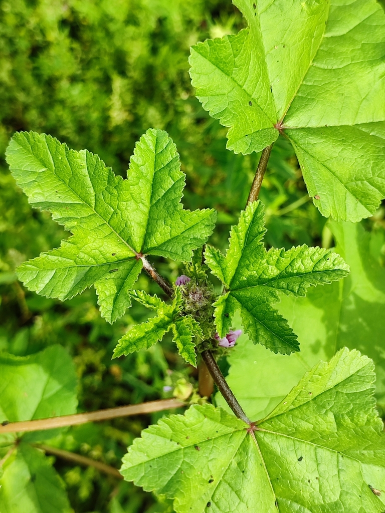 Whorled Mallow from Забайкальский край, Россия, 687200 on August 16 ...