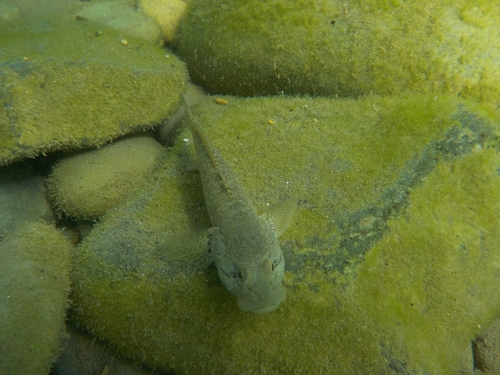 Ponticola platyrostris · iNaturalist Mexico