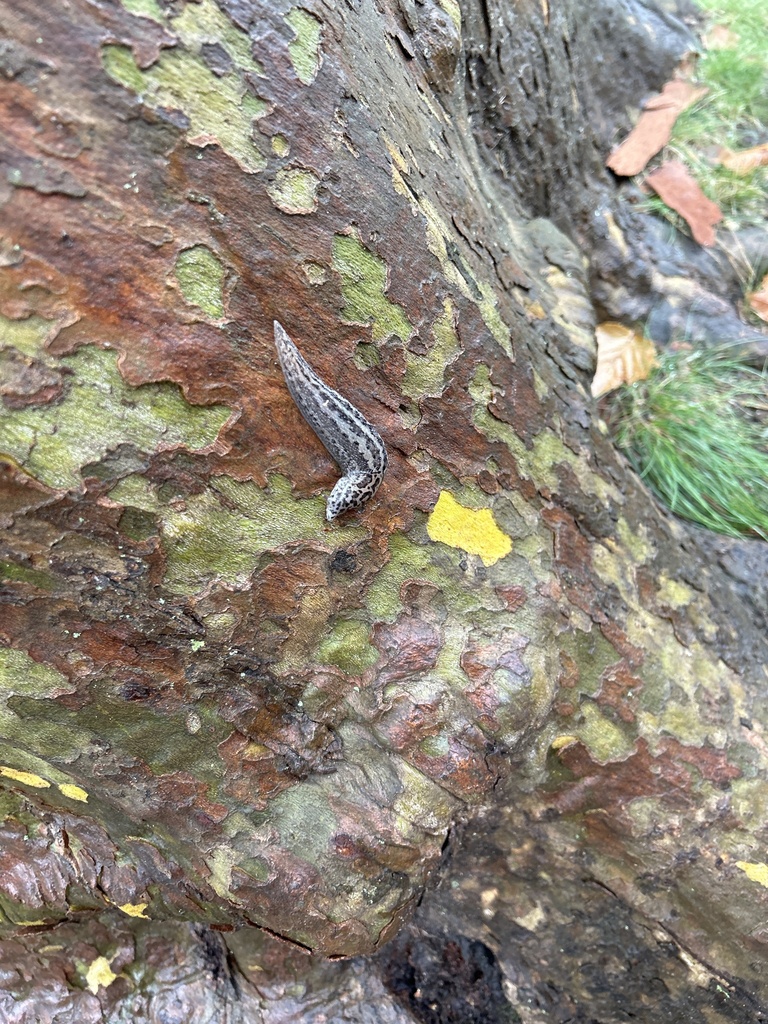 Leopard Slug from Theodore Roosevelt Memorial Park, Mill Neck, NY, US ...