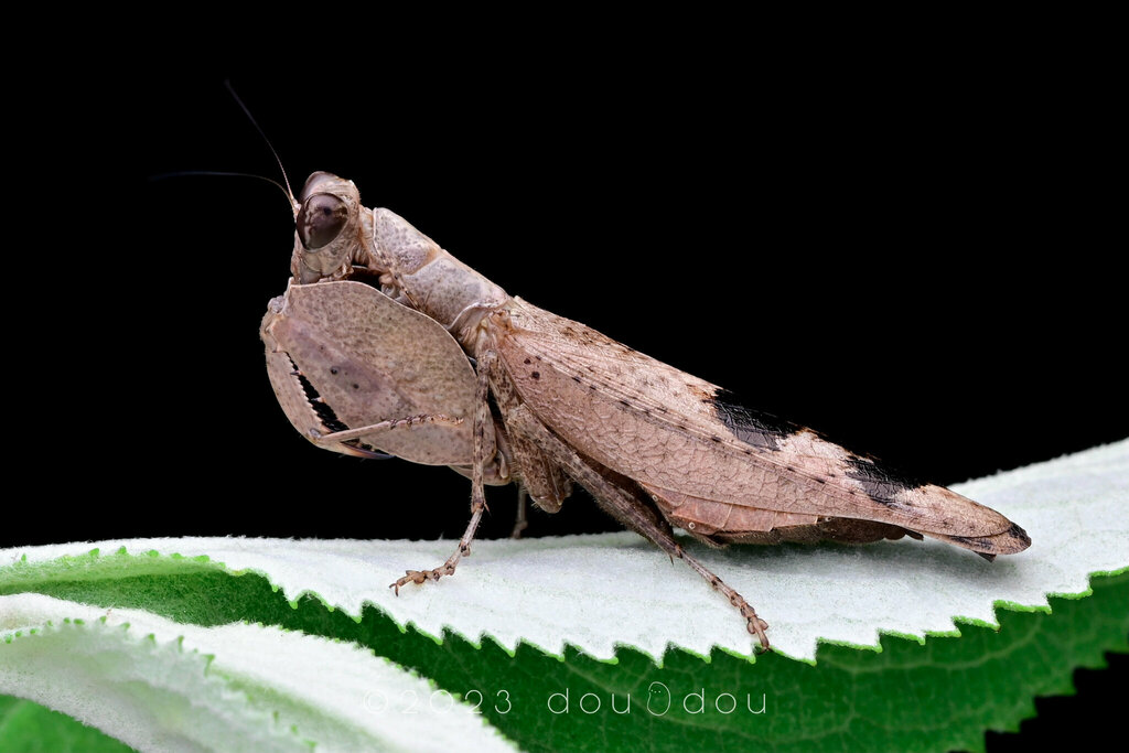 Astyliasula wuyishana from 中国贵州省黔东南苗族侗族自治州榕江县 on July 25, 2023 at 09:21 PM by 豆豆 · iNaturalist