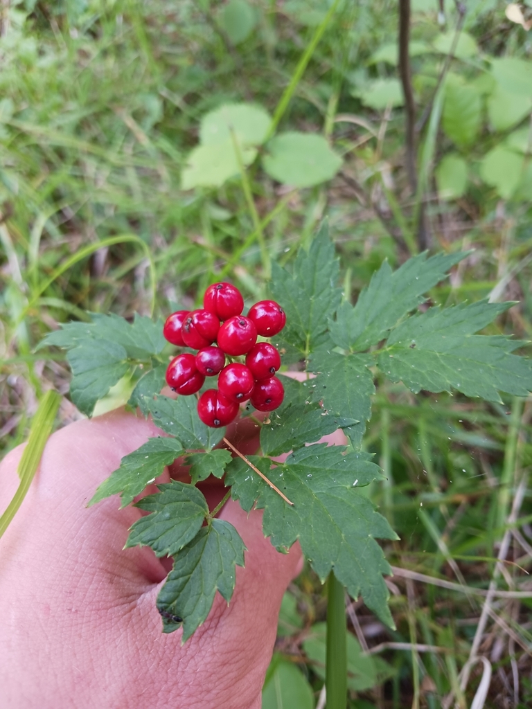 red baneberry from King, WI, USA on August 16, 2023 at 11:09 AM by ...