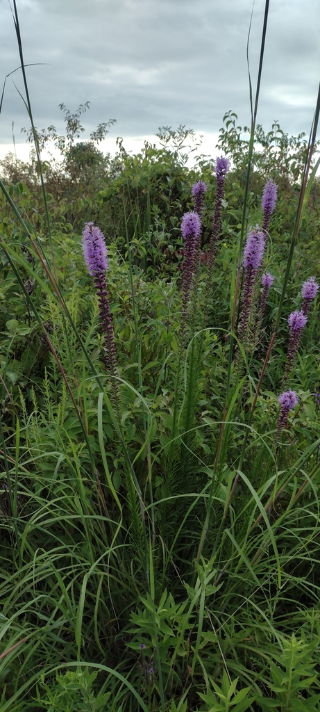 prairie blazing star from Fort Wayne, IN 46804, USA on August 15, 2023 ...