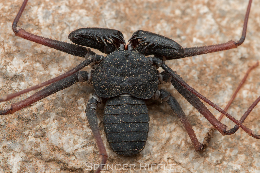 Paraphrynus carolynae in September 2018 by spencer_riffle · iNaturalist