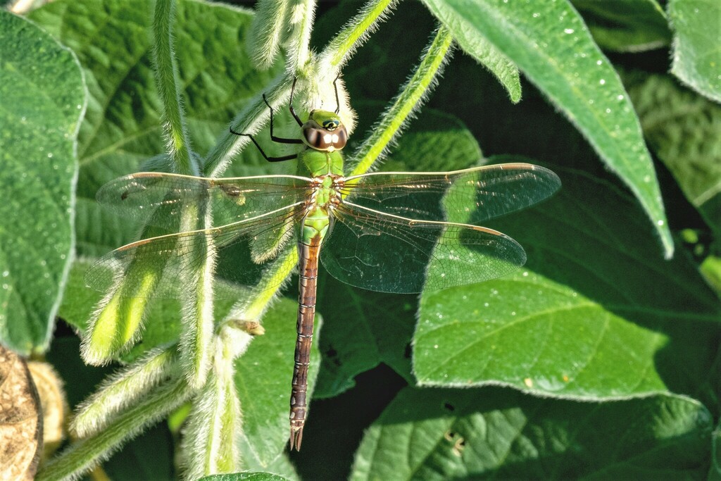 Common Green Darner from Lancaster County, NE, USA on August 16, 2023 ...