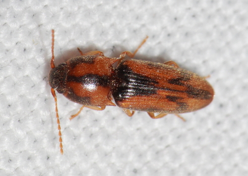 Aeoloderma crucifer · iNaturalist