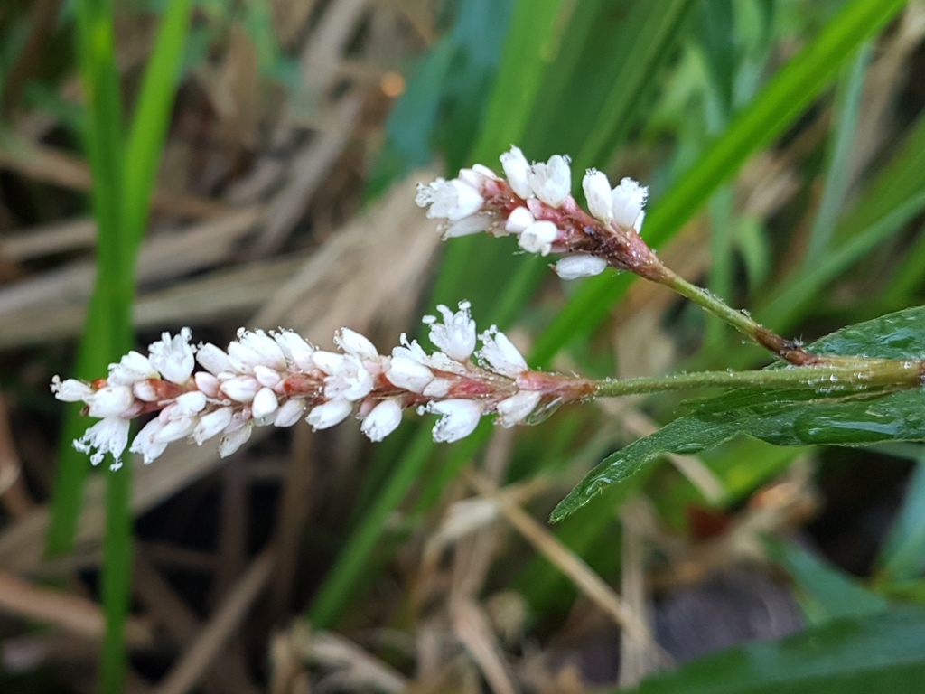 Bristly Snakeroot from Chelmsfordville, Gillitts, 3610, South Africa on ...
