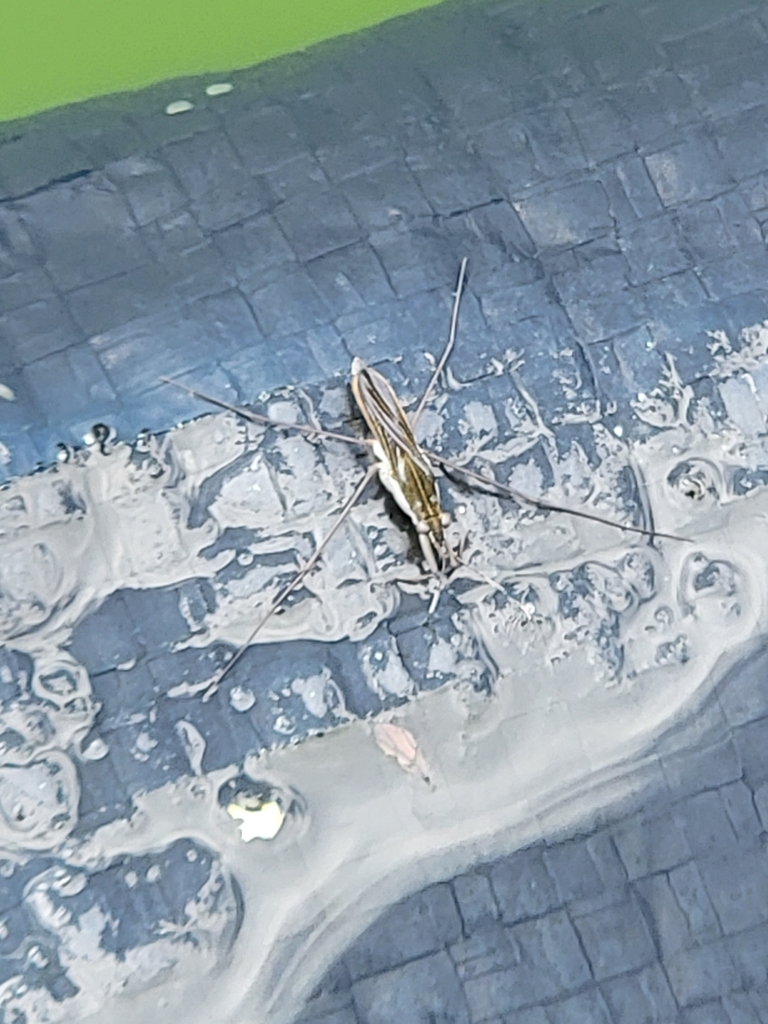 Gerris in August 2023 by Ryan · iNaturalist