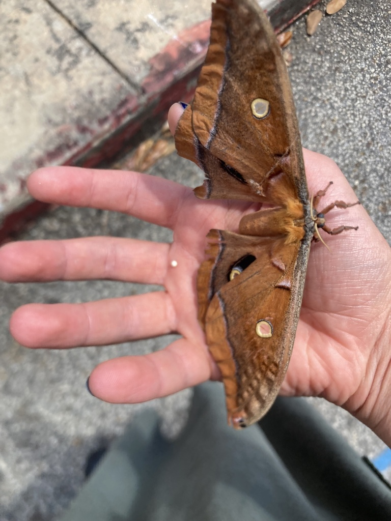 Polyphemus Moth from University of Georgia, Athens, GA, US on August 16 ...