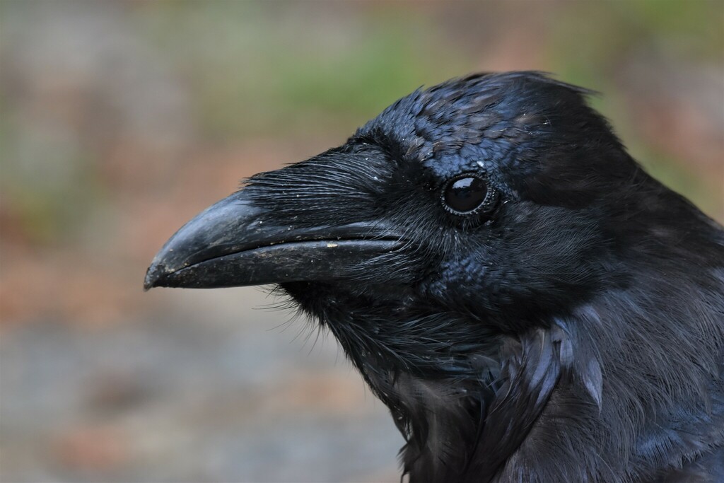 Common Raven from Nipissing District, ON, Canada on August 15, 2023 at ...