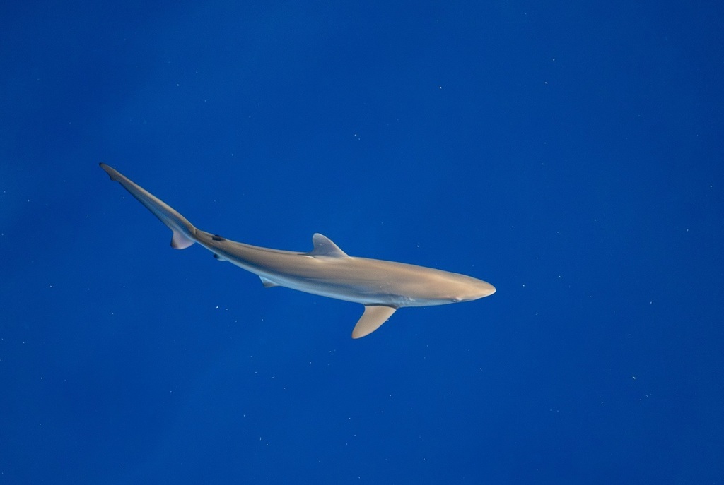 Silky Shark in August 2023 by Miguel Ángel L. Cuéllar · iNaturalist