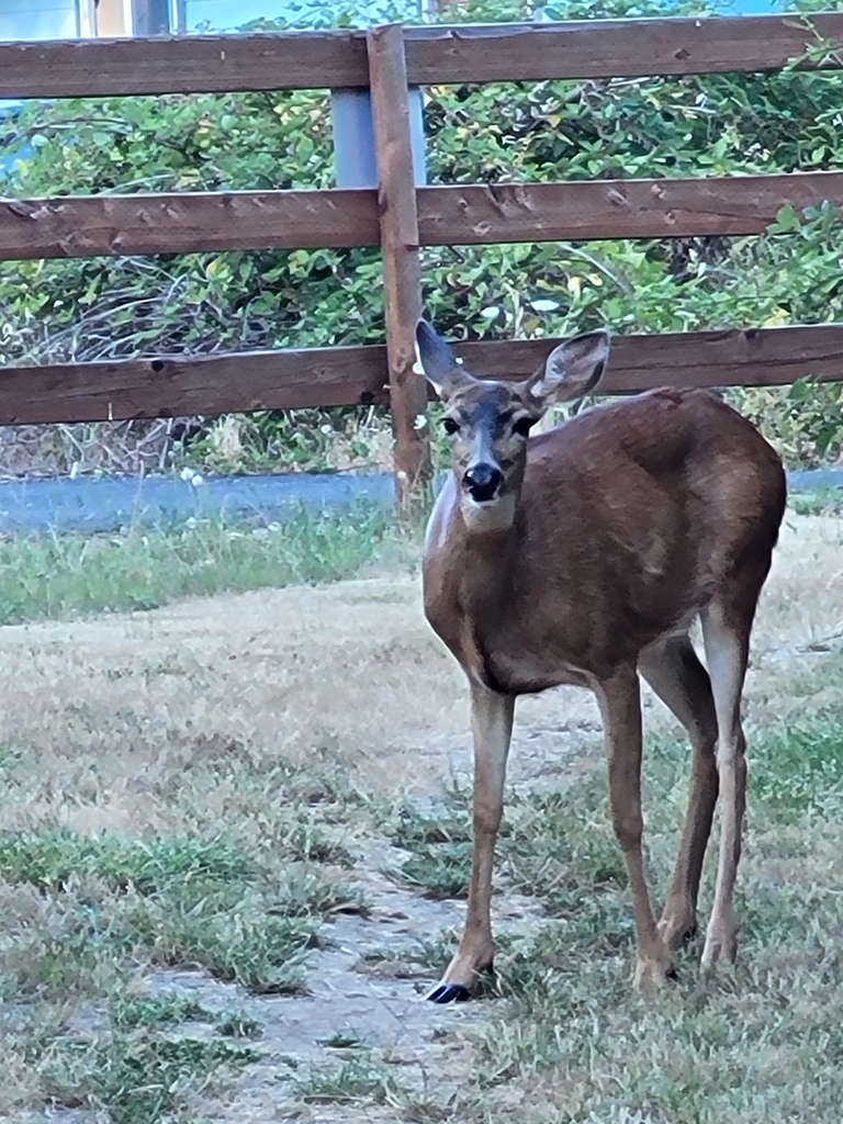 Mule Deer from Sykes Road on August 2, 2023 by Nicholas Beyer. Kingdom ...