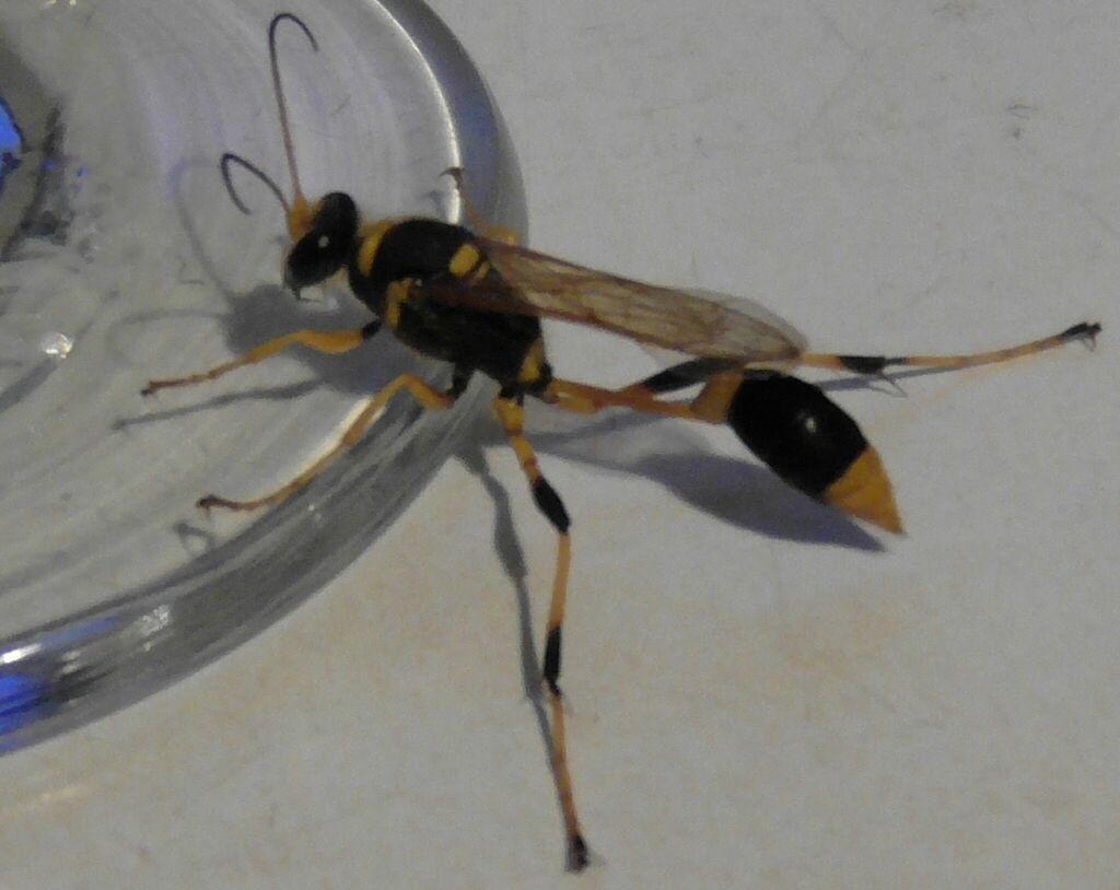 Covered cell Mud dauber Wasp From Watsonville QLD 4887 Australia On Covered cell Mud dauber Wasp From Watsonville QLD 4887 Australia On