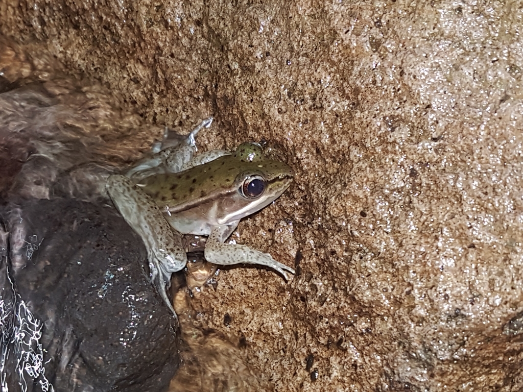 Highland Frog from Suchitepequez, Guatemala on January 24, 2019 at 09: ...
