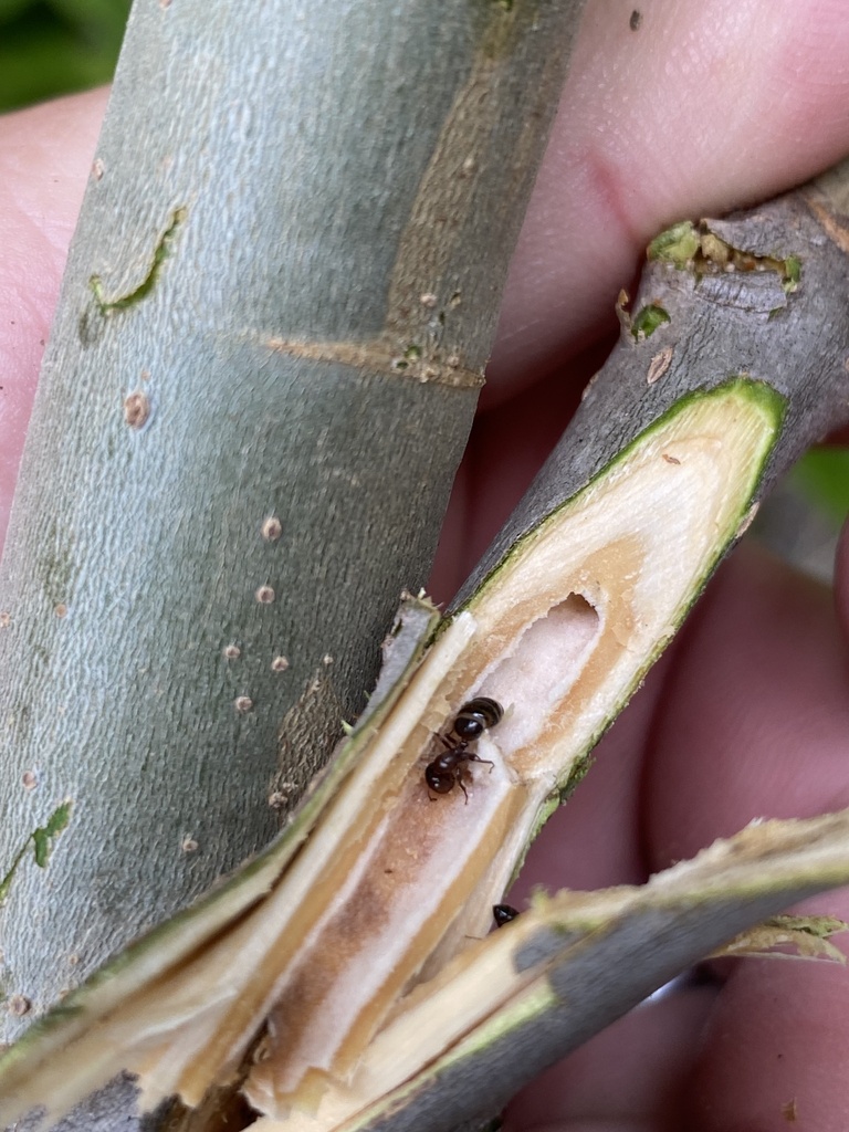 Mississippi Gate-keeper Ant from Riverside Dr, Jackson, MS, US on ...