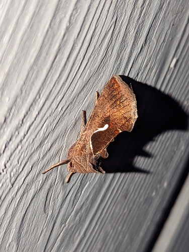 Photo 311146602, (c) Alex Feinberg, all rights reserved, uploaded by ...