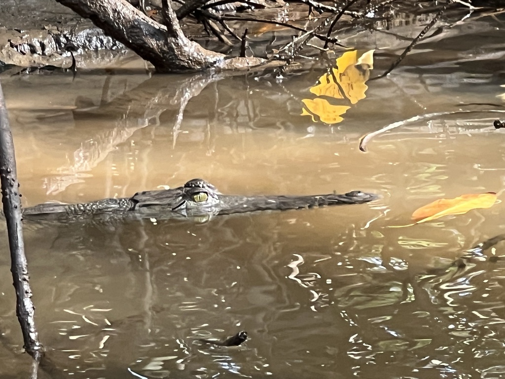 American Crocodile in August 2023 by bartmuys · iNaturalist