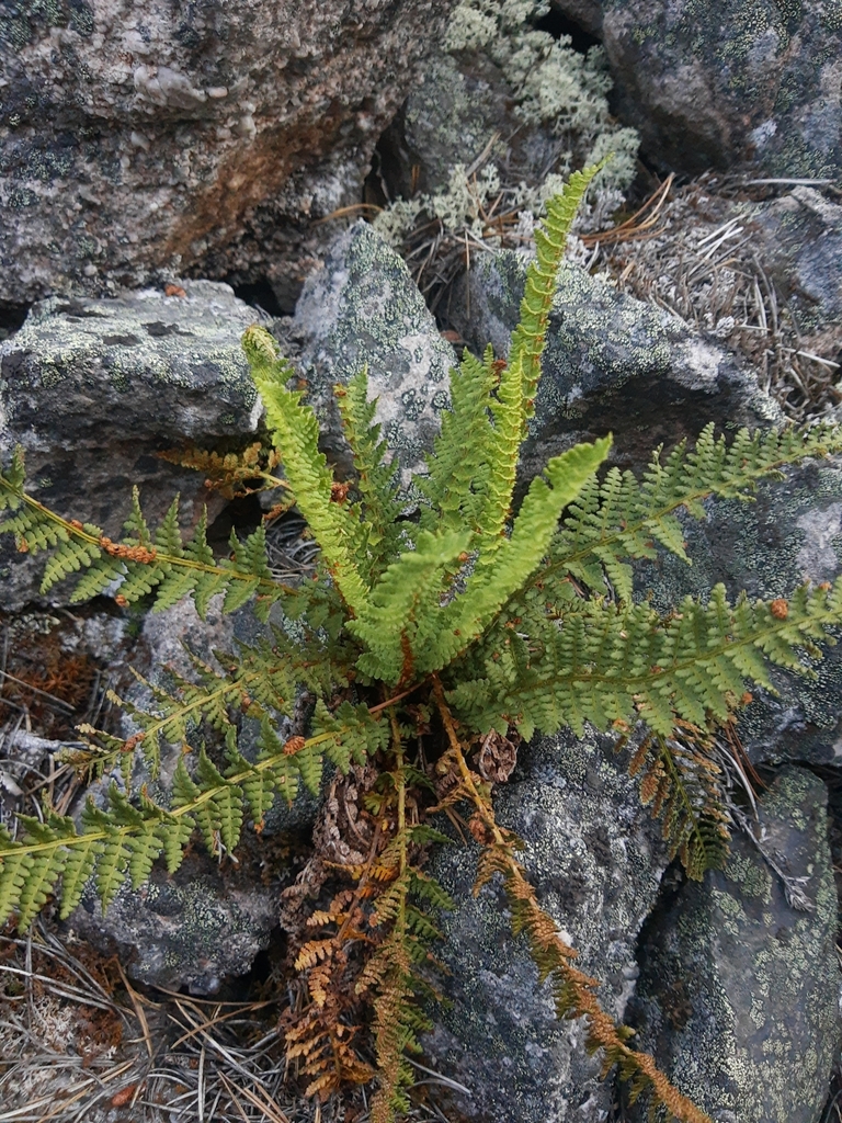 fragrant wood fern from Cadomin, AB T0E 0E0, Canada on August 4, 2023 ...