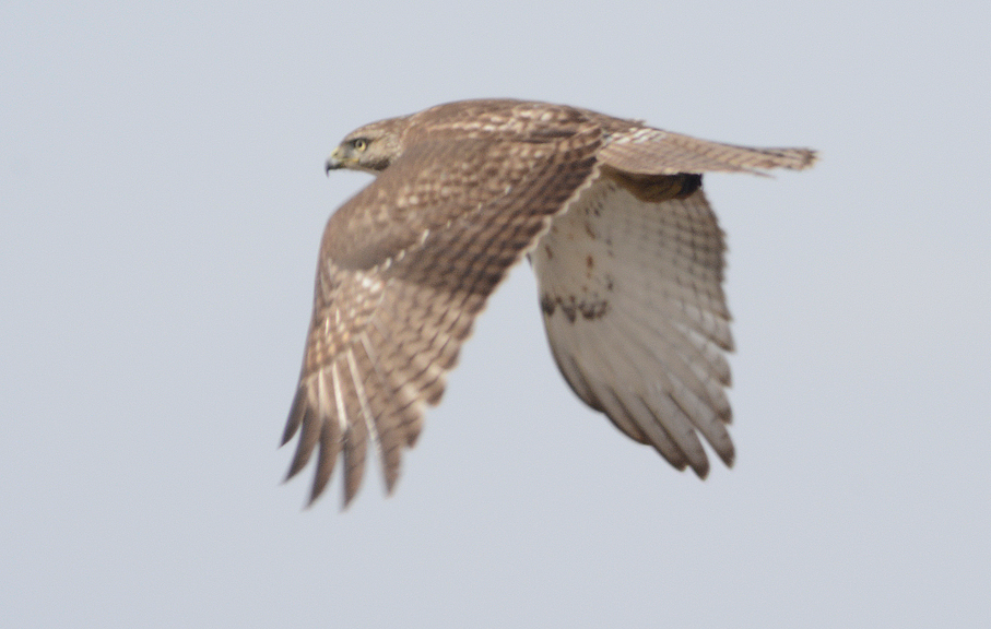 Red-tailed Hawk from Greenville, Ohio on March 6, 2016 by Chad Arment ...