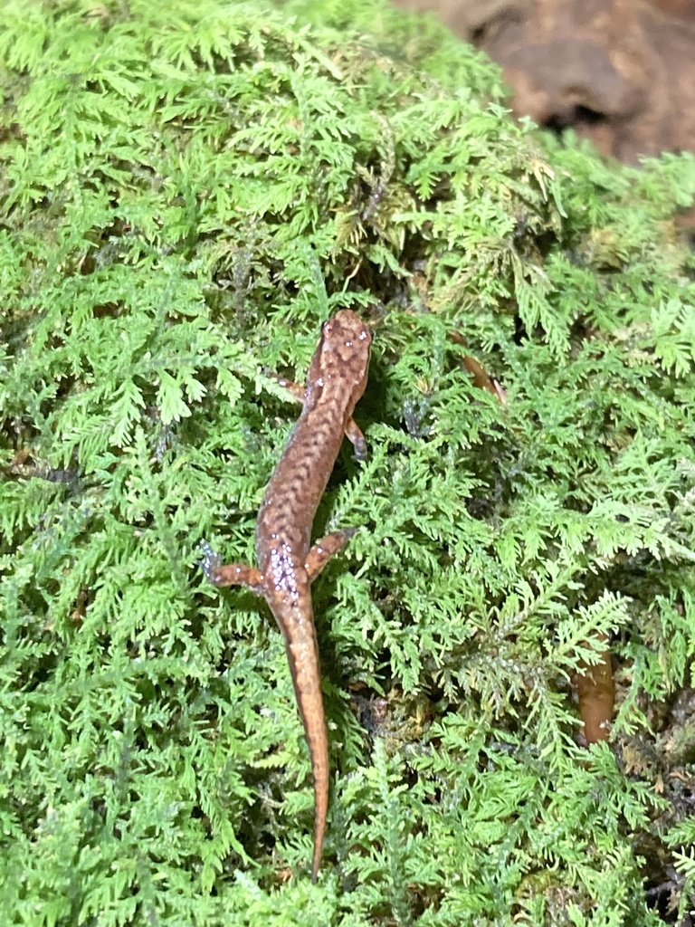 Northern Pygmy Salamander from George Washington & Jefferson National ...