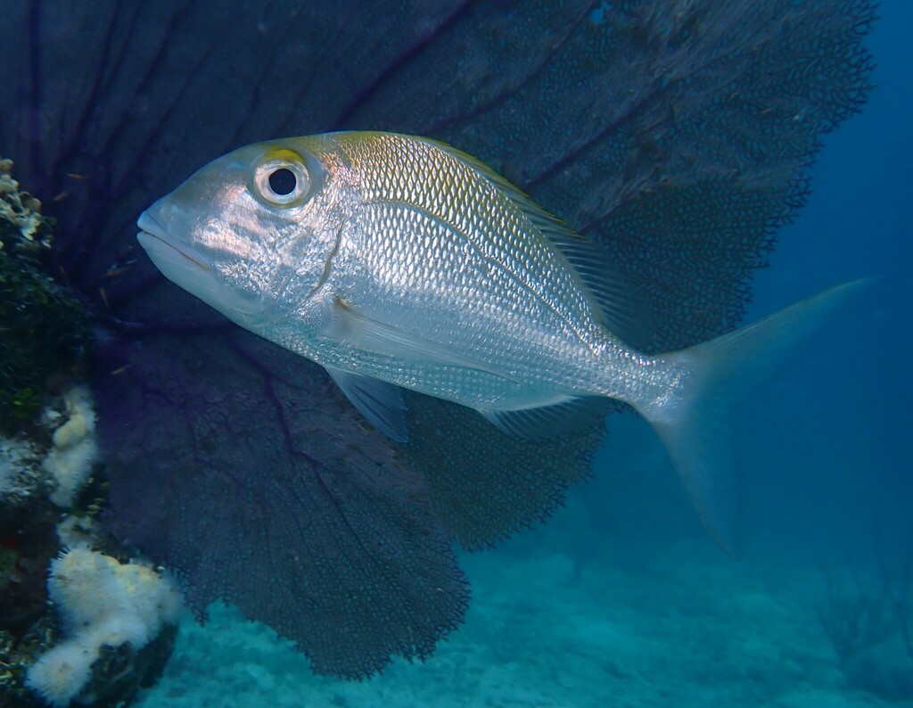 Seabreams and Porgies from Progreso, Yuc., México on July 17, 2023 at ...