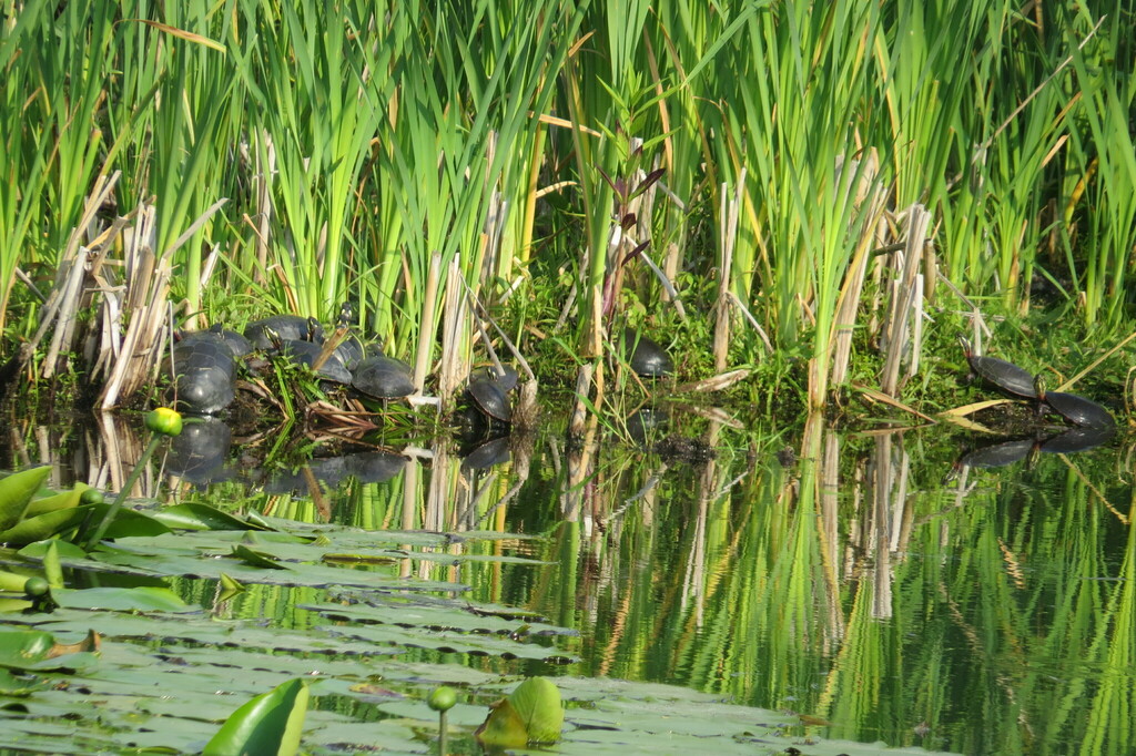 Painted Turtle from Benzie County, MI, USA on June 28, 2023 at 09:04 AM ...