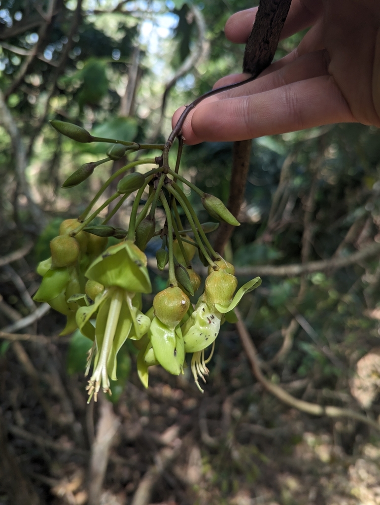 Burny Bean from Warana QLD 4575, Australia on August 17, 2023 at 11:24 ...