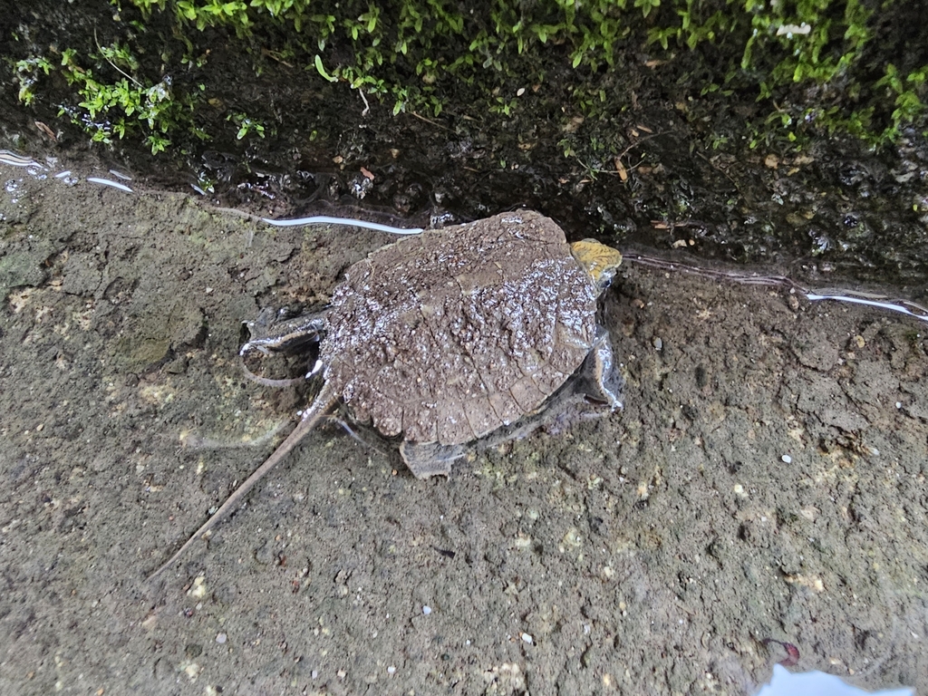 Japanese pond turtle in August 2023 by Kyongman Heo · iNaturalist