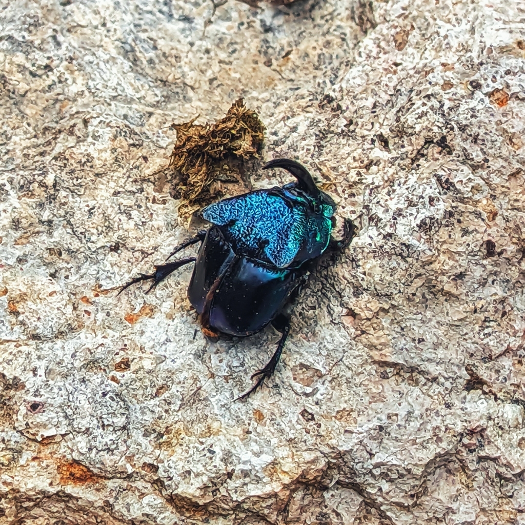 Burrowing Dung Beetles from 84397 Son., México on August 15, 2023 at 10 ...
