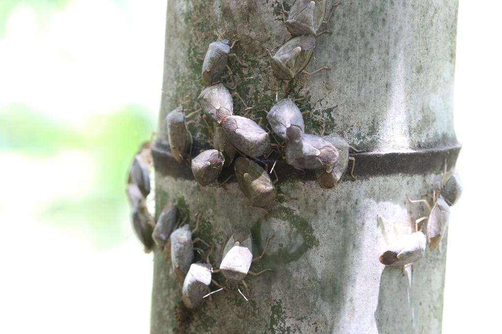Hippotiscus dorsalis from 浙江省杭州市建德市汪活源 邮政编码: 311503 on July 15, 2023 at ...