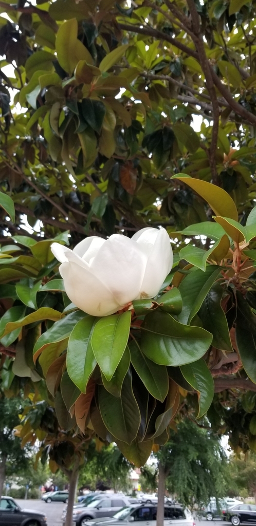 magnolias by jackie smith · iNaturalist