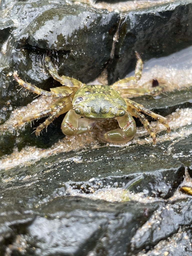 Purple Climber Crab from Solitary Islands Marine Park, Mullaway, NSW ...