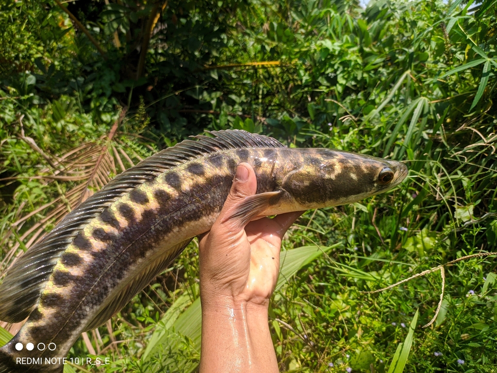 Giant Snakehead from Empunak Tapang Keladan, Ketungau Hulu, Sintang ...