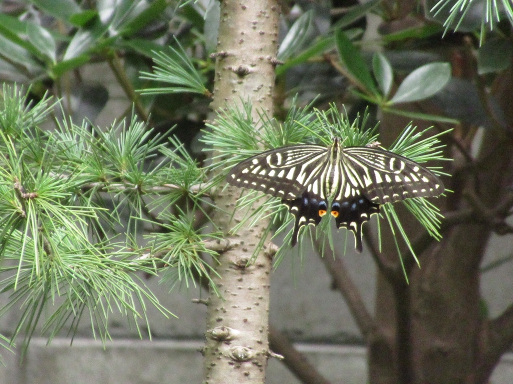 Chinese Yellow Swallowtail from Kyoto on August 17, 2023 at 03:38 PM by ...