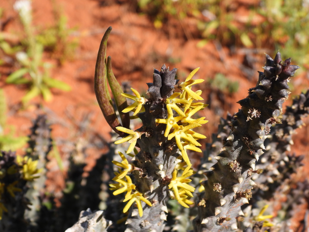 Quaqua framesii from West Coast District Municipality, South Africa on ...