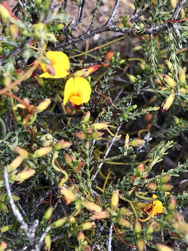 common eutaxia in August 2023 by smith_magnus · iNaturalist