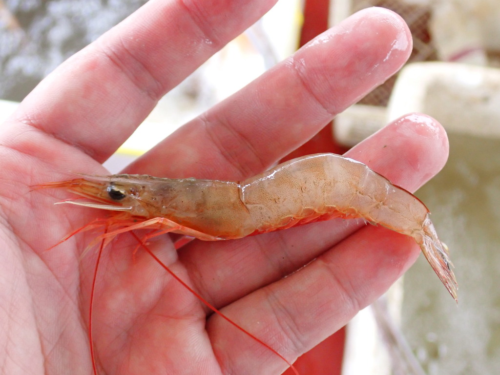 Penaeid Prawns from Lung Kwu Chau on August 11, 2023 at 01:08 PM by ...