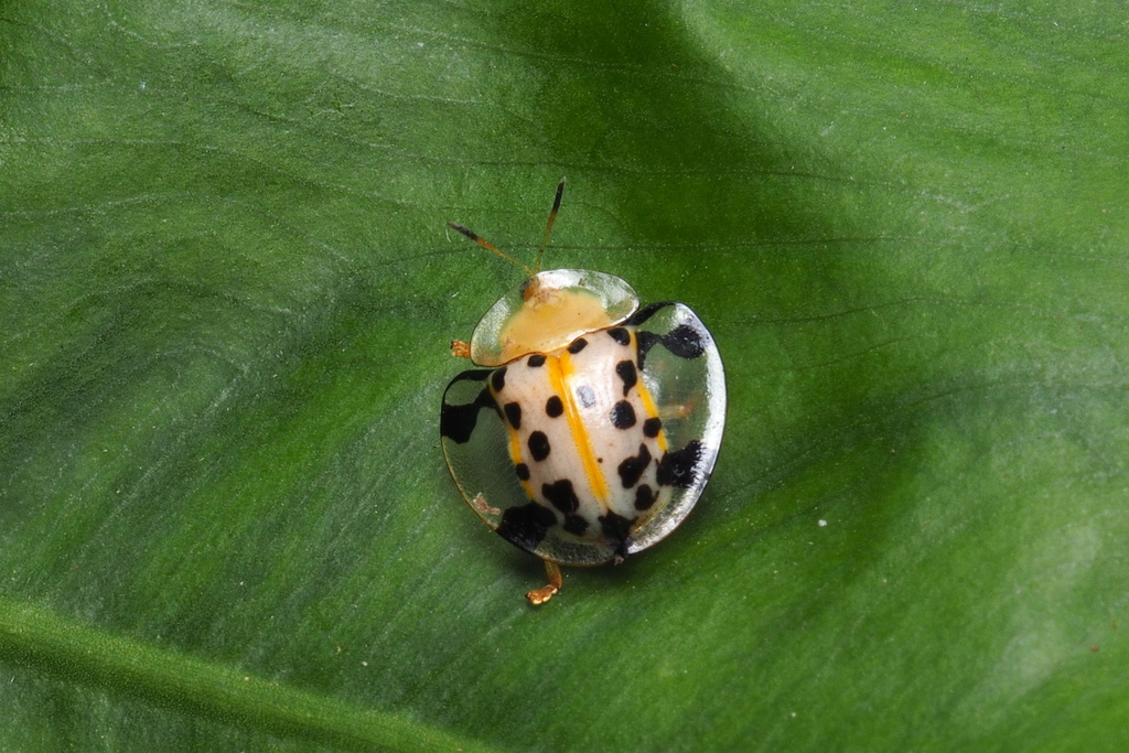 Asian Spotted Tortoise Beetle from 台灣新竹縣 on August 10, 2023 at 09:35 AM ...