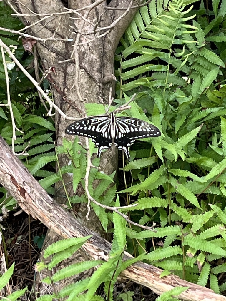 Chinese Yellow Swallowtail in August 2023 by Hornell Lachlan · iNaturalist