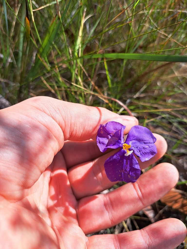 Purple Flags from Tabbimoble NSW 2472, Australia on August 17, 2023 at ...