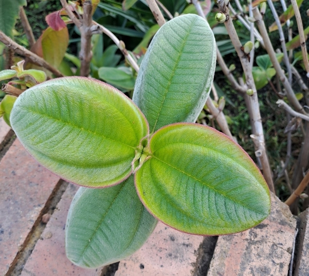 glory bushes and allies from Brooklyn on August 17, 2023 at 11:08 AM by ...