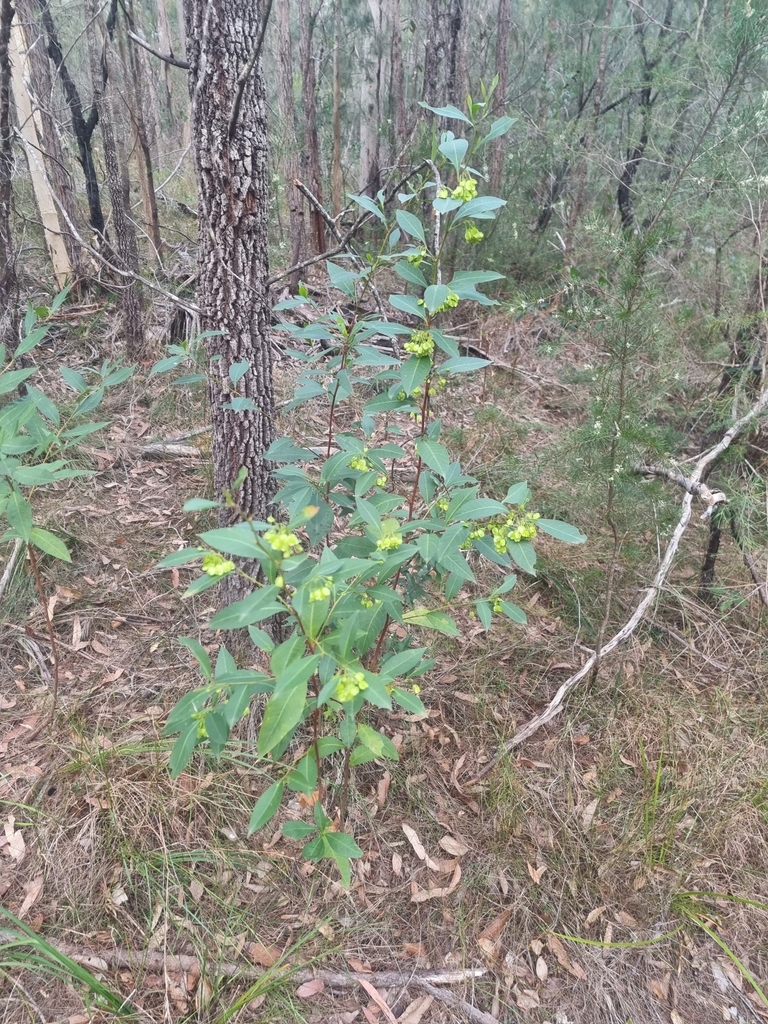 Common Hop Bush from Bangalee NSW 2541, Australia on August 17, 2023 at ...
